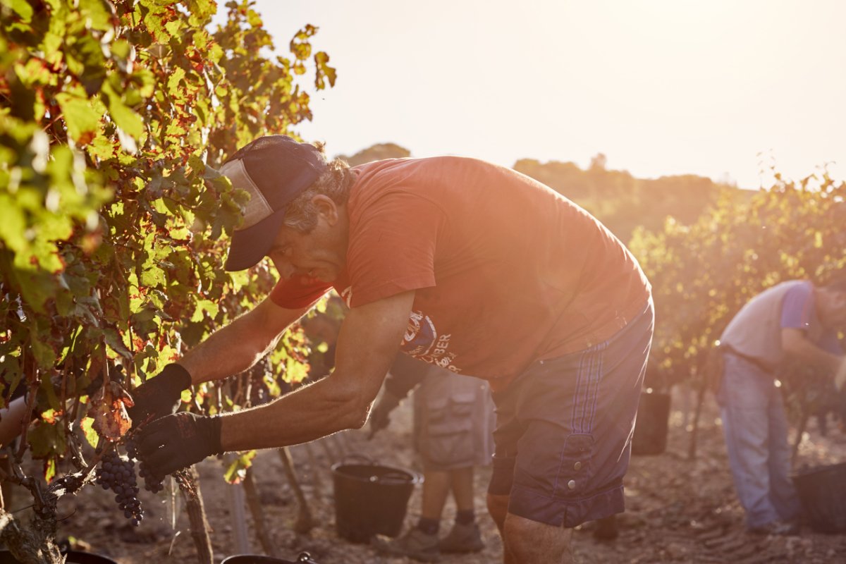 The Heat Wave Crushing the West Is a Preview of Farmworkers’ Hot Future ...
